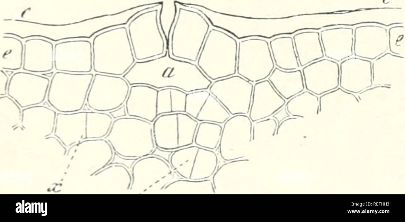 . Comparative anatomy of the vegetative organs of the phanerogams and ...