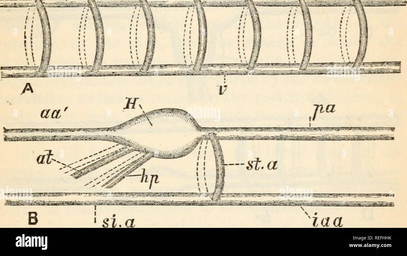 . Comparative anatomy and physiology. Chap. V.] HEART OF ARTHROPODA. In ...