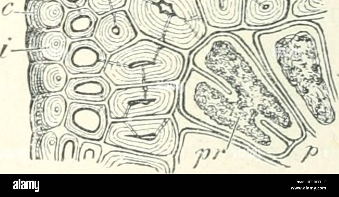 . Comparative anatomy of the vegetative organs of the phanerogams and ...
