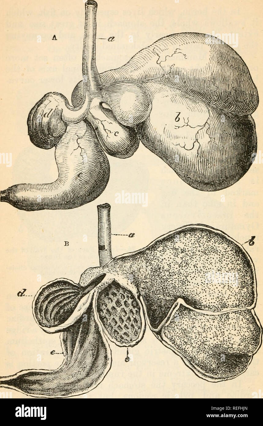 Animal rennet hi-res stock photography and images - Alamy