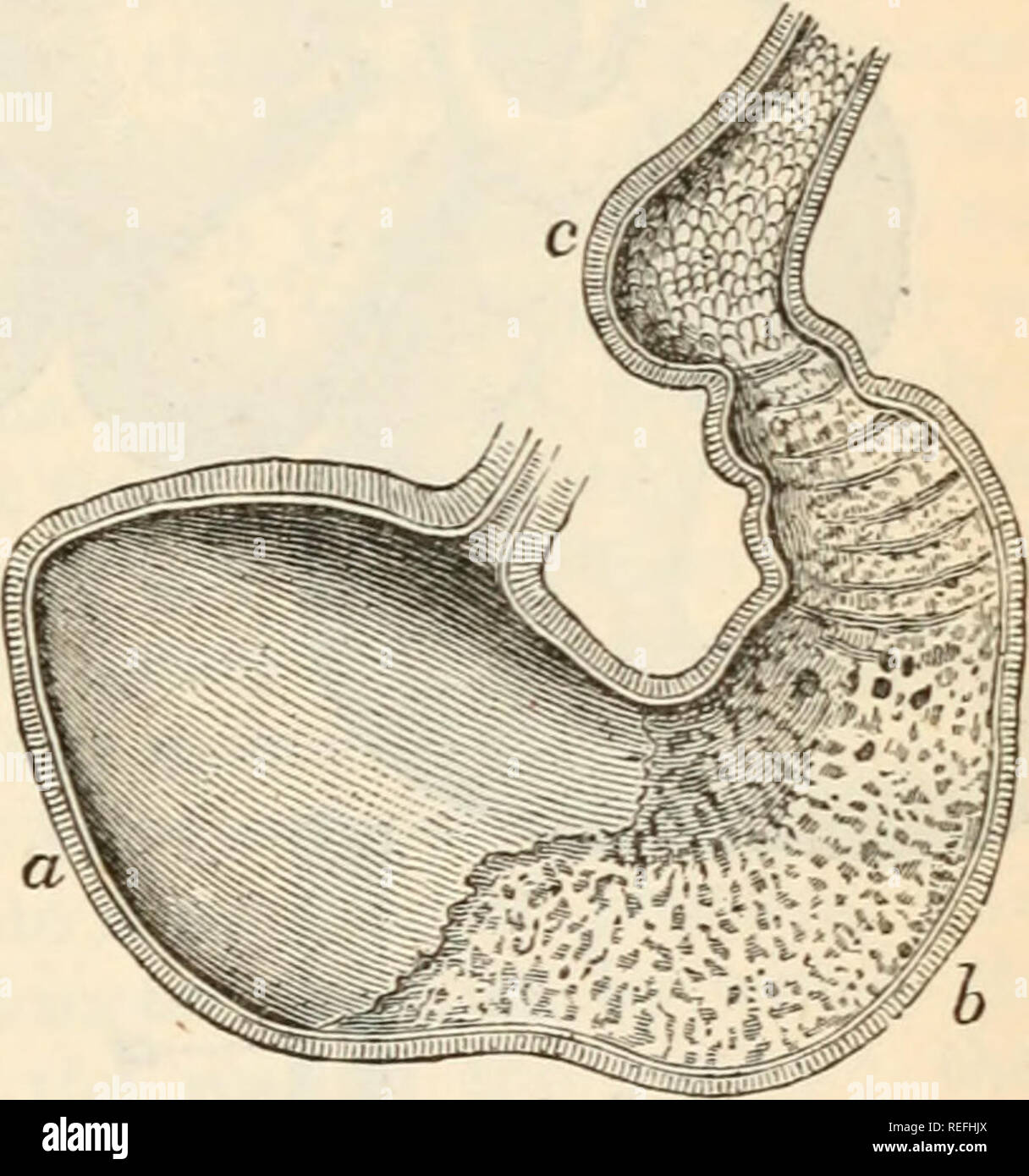 Curva t hi-res stock photography and images - Alamy