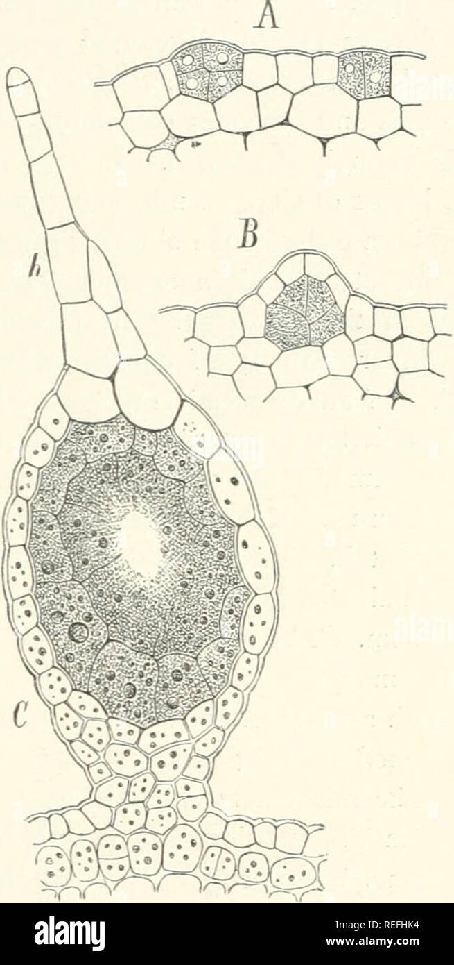 . Comparative anatomy of the vegetative organs of the phanerogams and ...