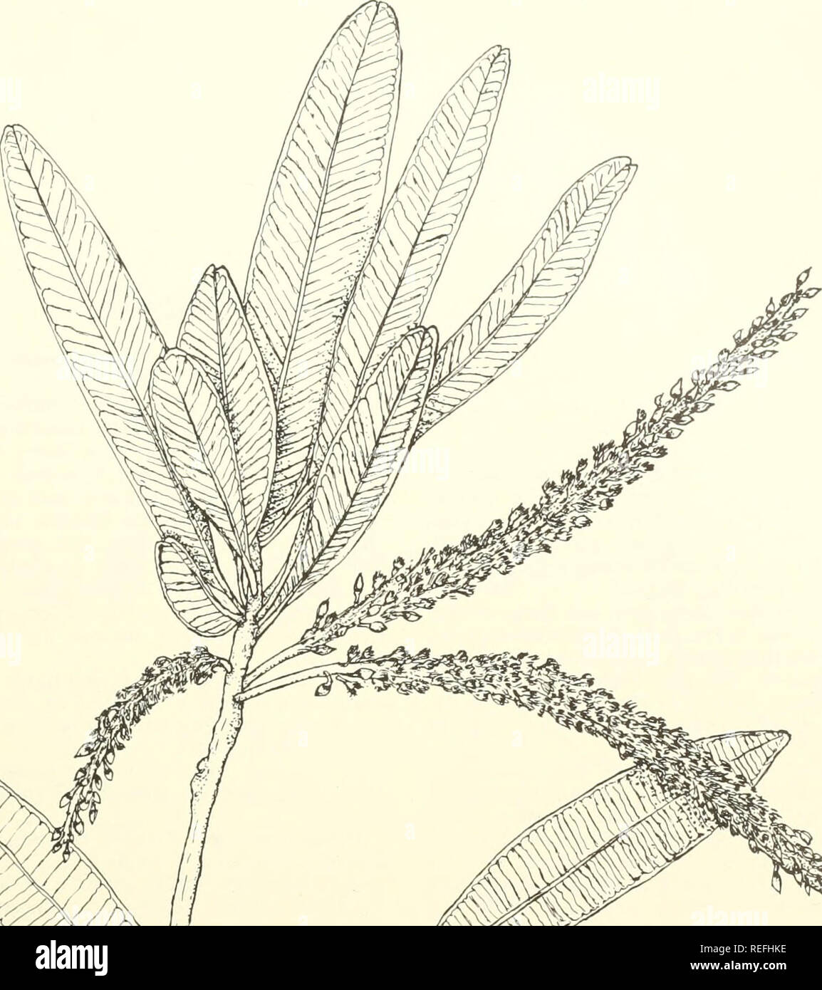 Palo colorado forest hi-res stock photography and images - Alamy