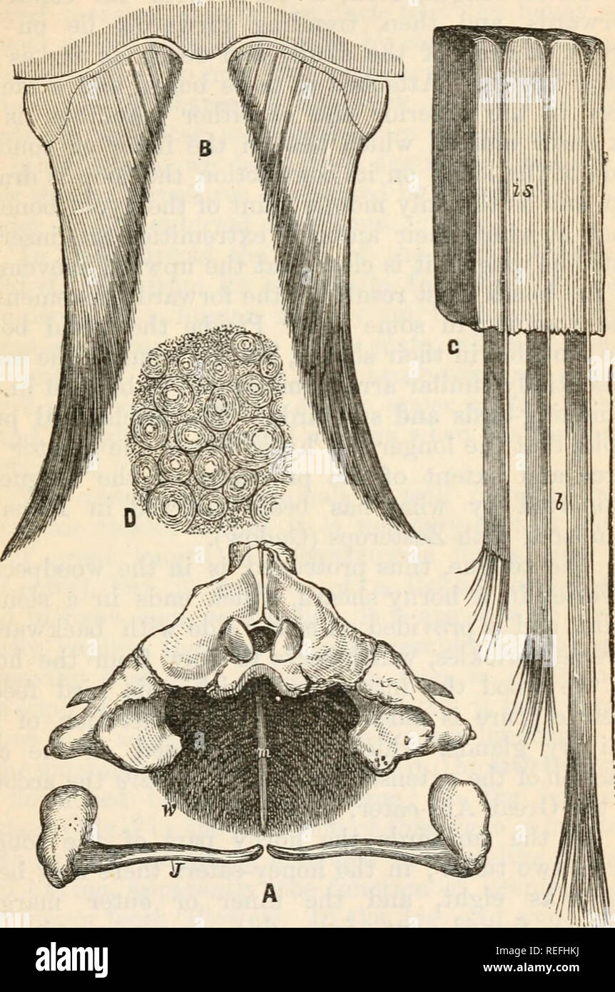 . Comparative anatomy and physiology. Chap, iv.] BALEEN. 155 ...
