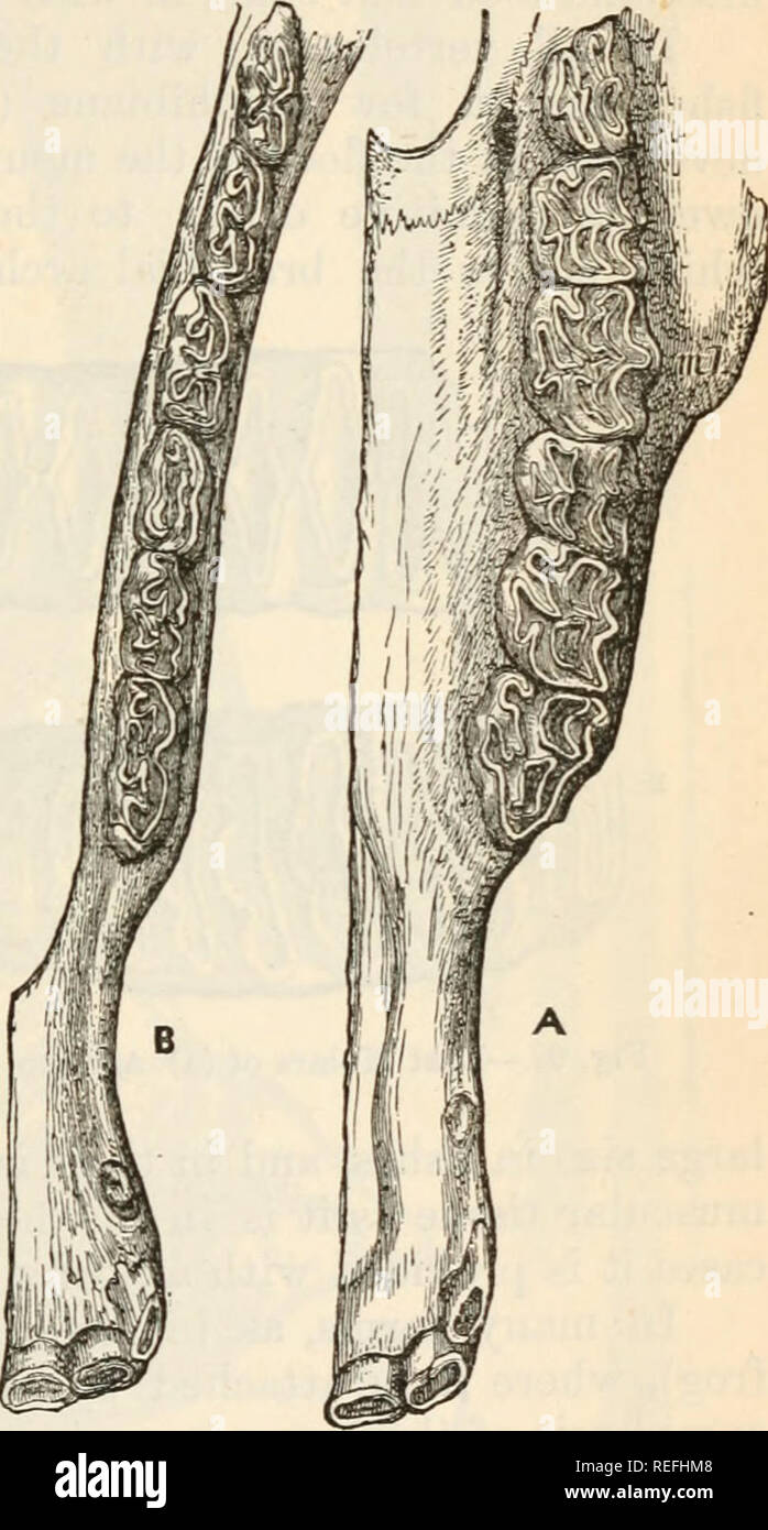 Sperm Whale Jaw High Resolution Stock Photography and Images - Alamy