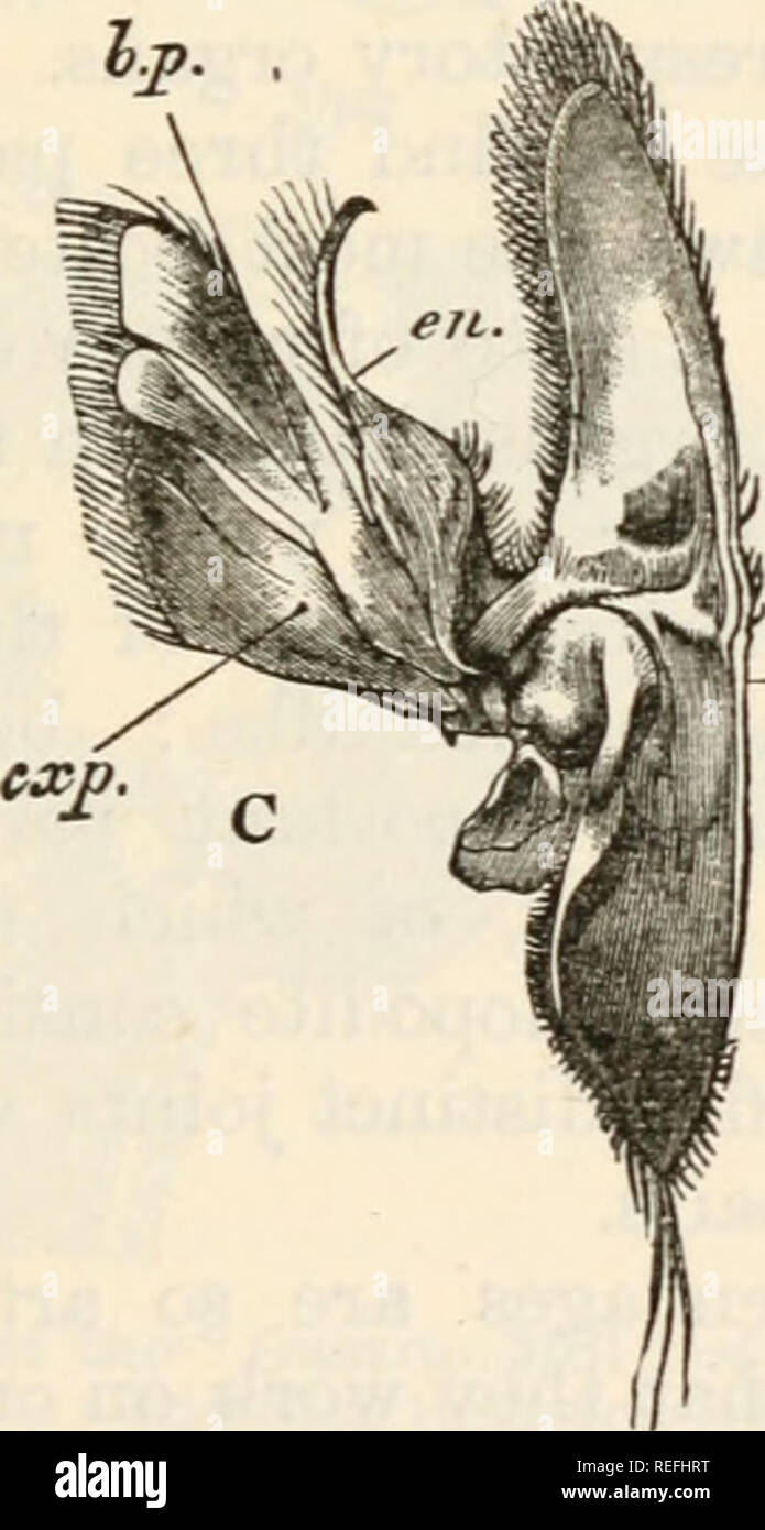 . Comparative anatomy and physiology. en. If. .. Fig. 58.—Mouth Organs ...