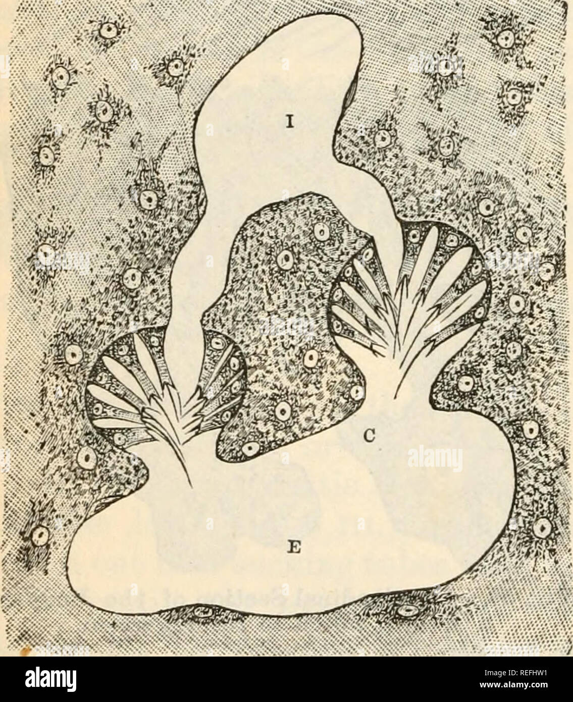 . Comparative anatomy and physiology. io6 COMPARATIVE ANATOMY AND ...