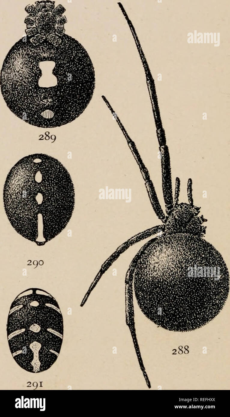 Asagena americana hi-res stock photography and images - Alamy