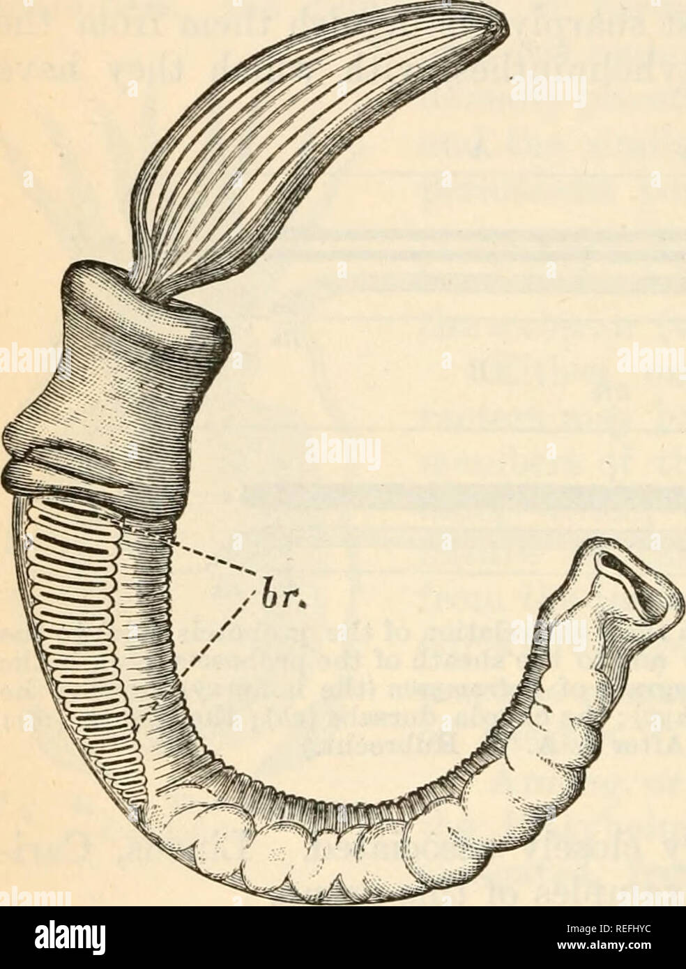 Fish anatomy gills hi-res stock photography and images - Alamy