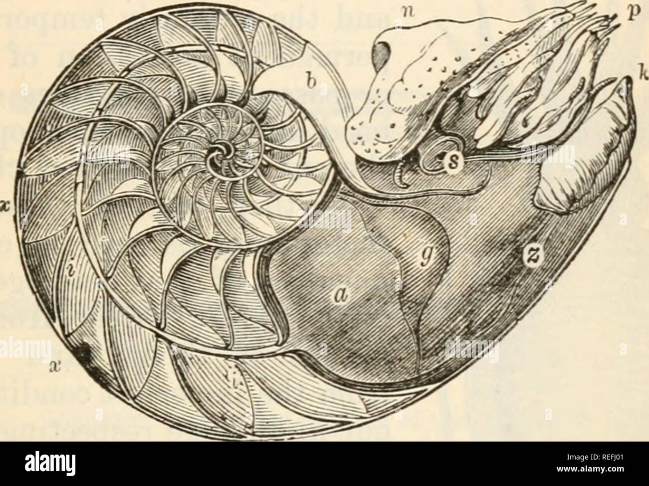 Octopus siphon hi-res stock photography and images - Alamy