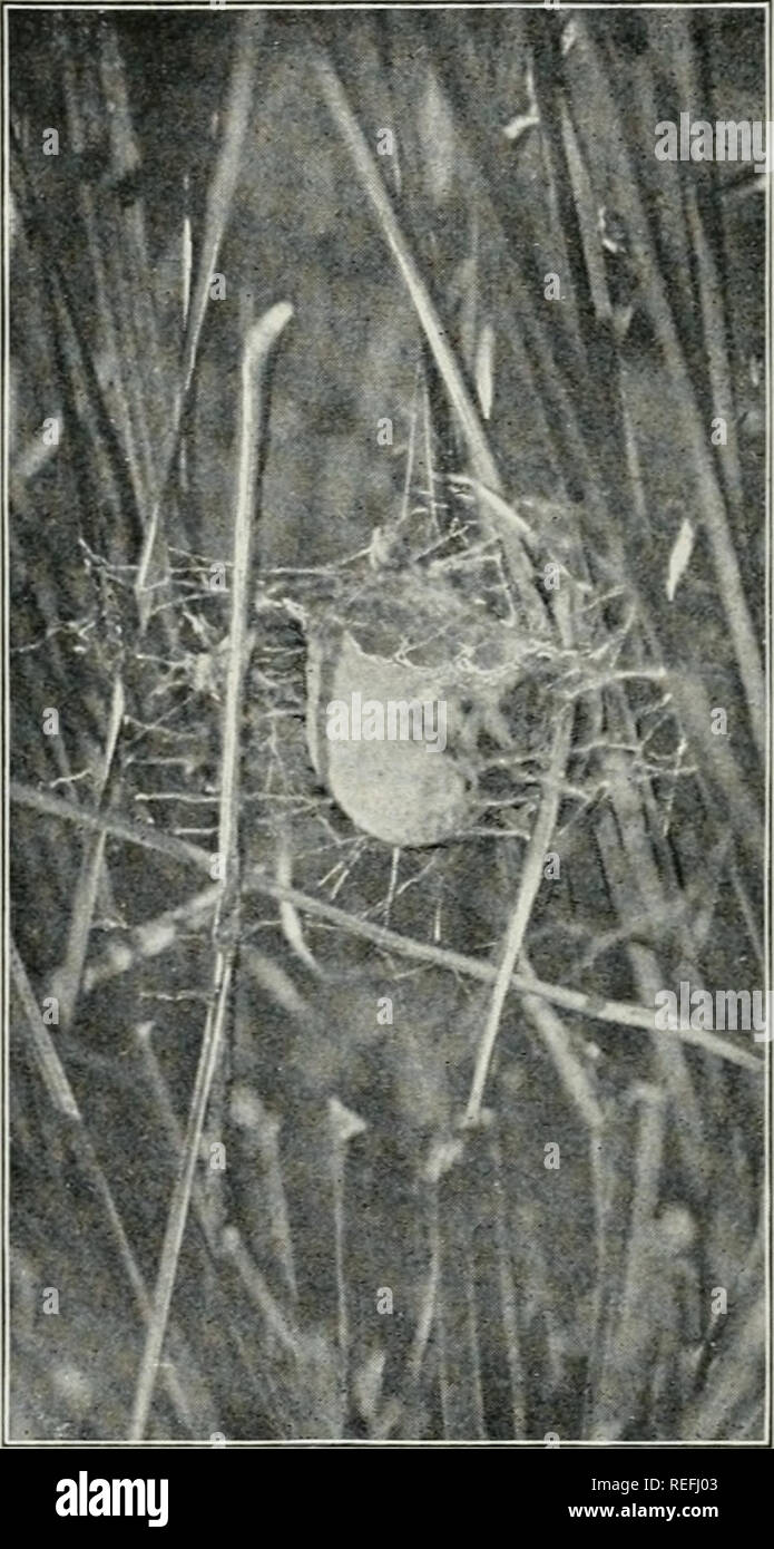 . The common spiders of the United States. Spiders. 200 THE COMMON ...