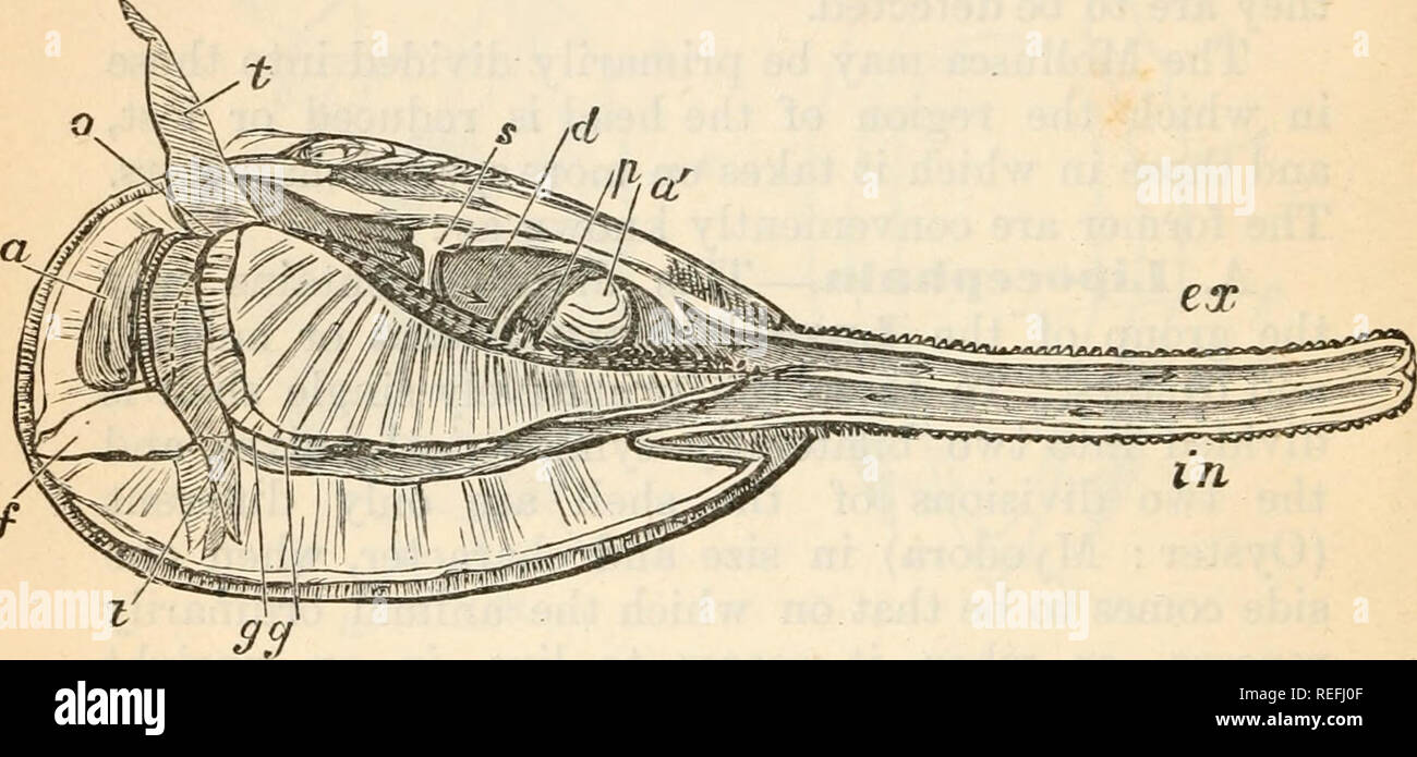 Oysters anatomy hi-res stock photography and images - Alamy