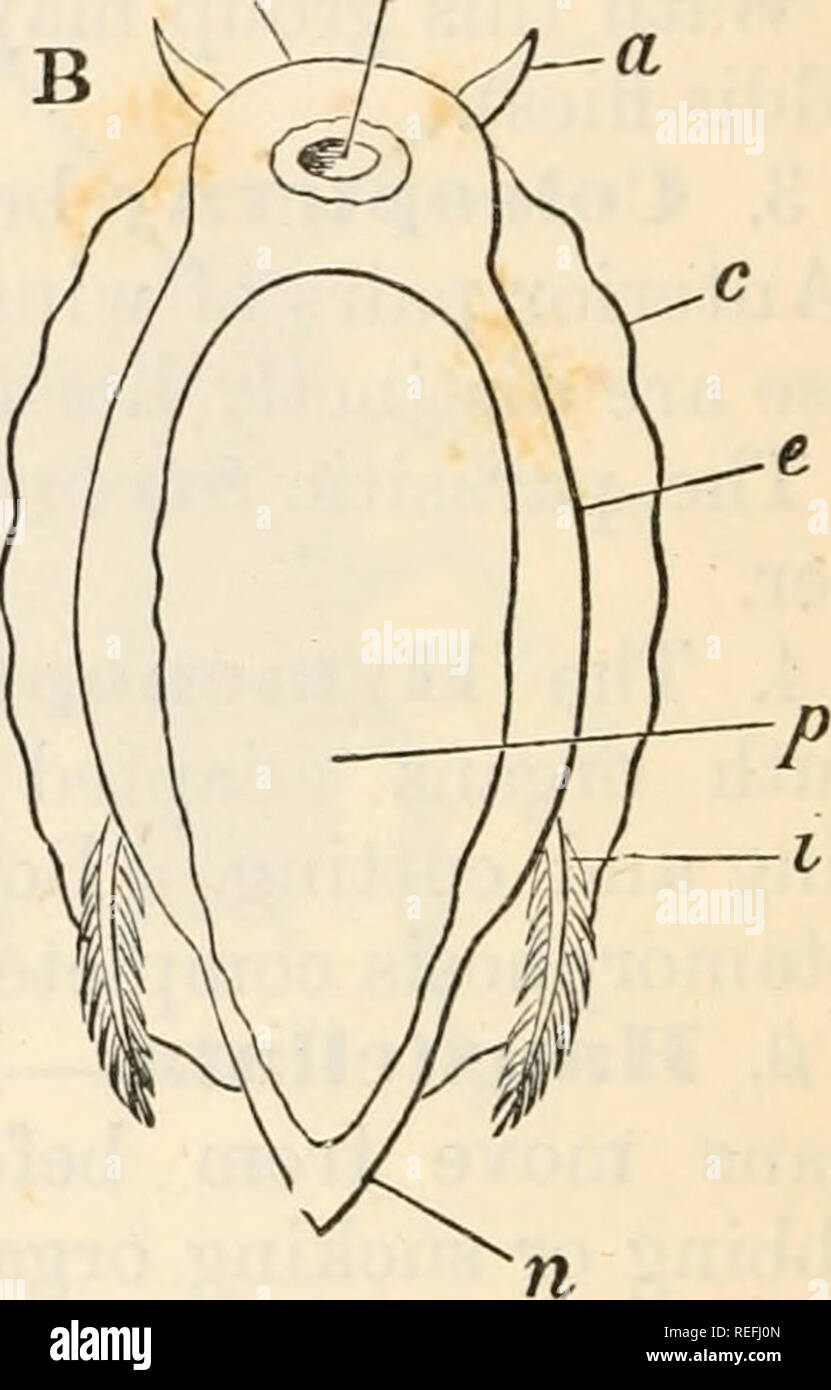 . Comparative anatomy and physiology. B. Fig. 36.—Diagrams of the ...