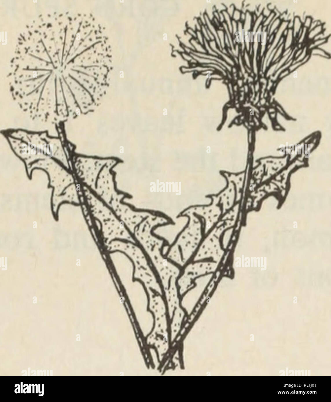 . Common weeds of the Canadian Prairies;. Weeds. Taraxacum officinale ...