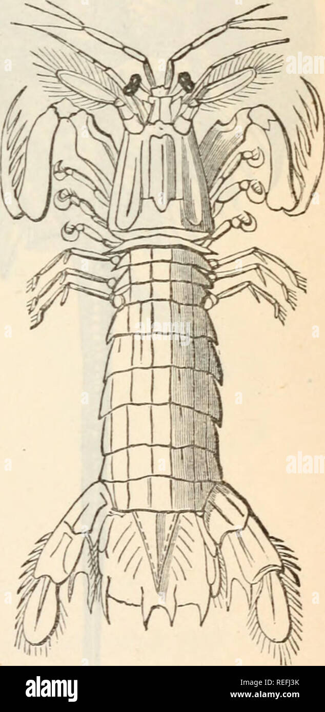 Region Head Of A Crustacean Diagram