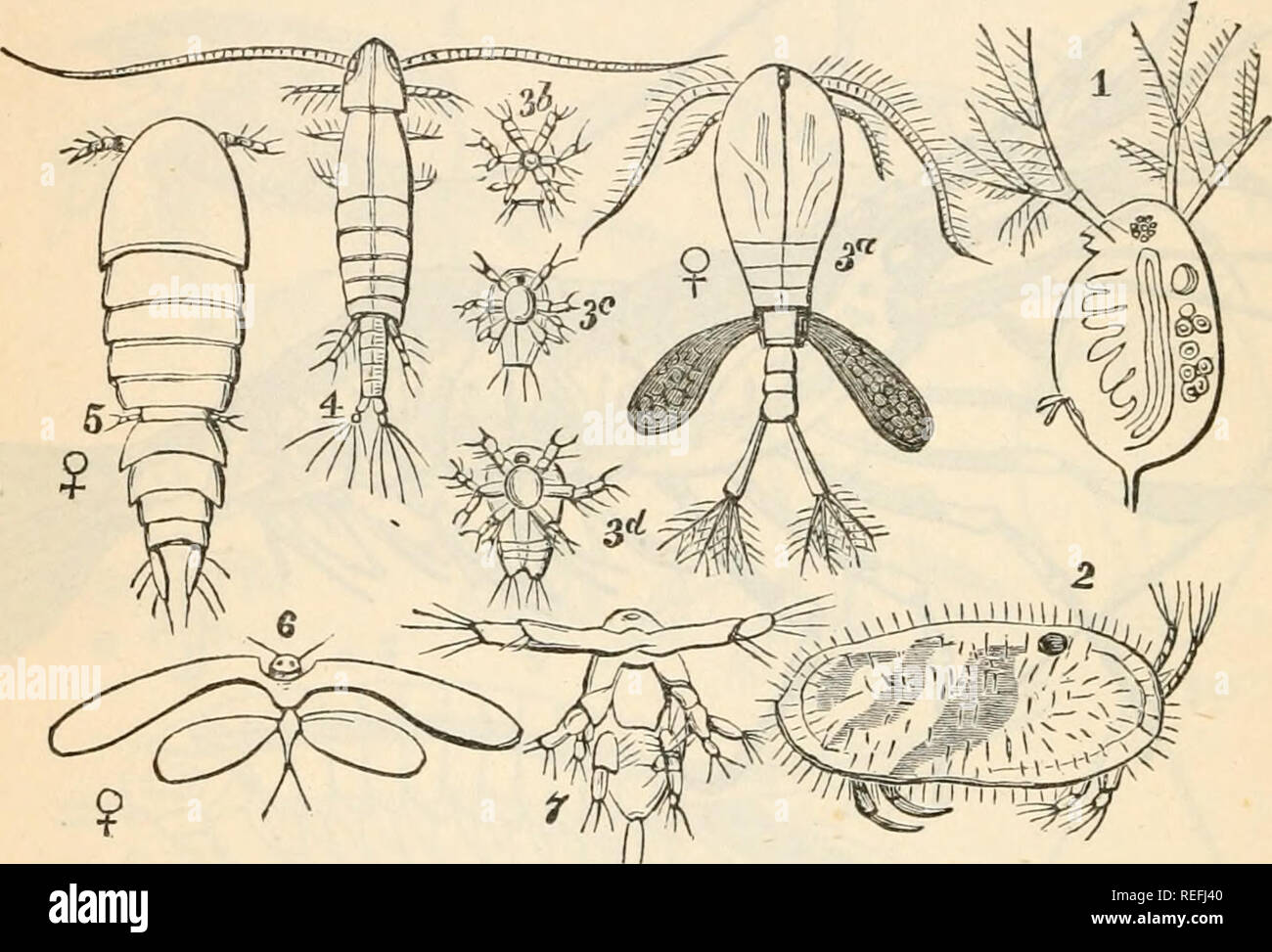 Malacostraca Anatomy