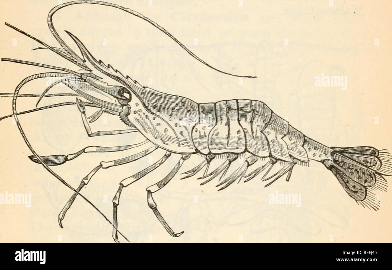 Malacostraca Anatomy