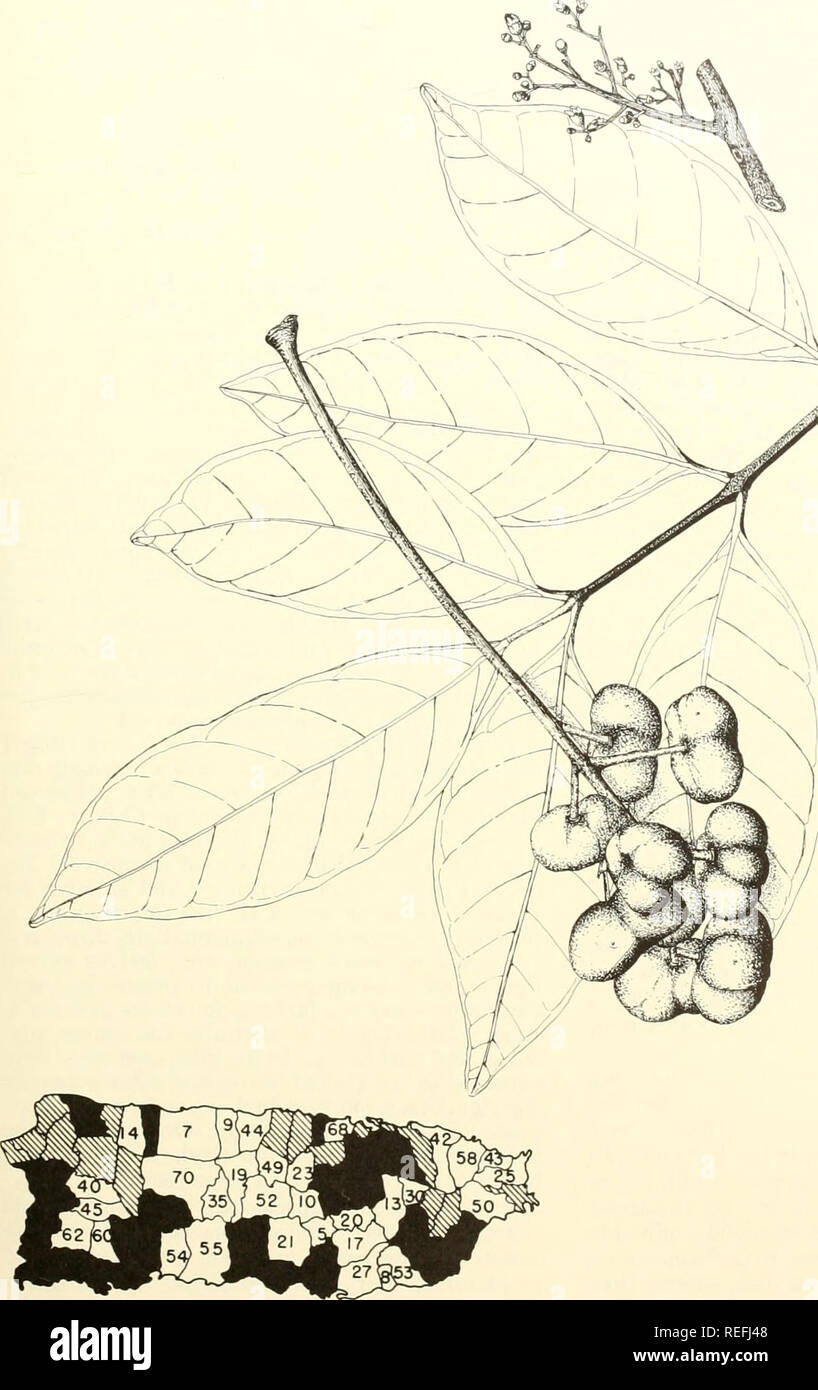 . Common trees of Puerto Rico and the Virgin Islands. Trees -- Puerto ...