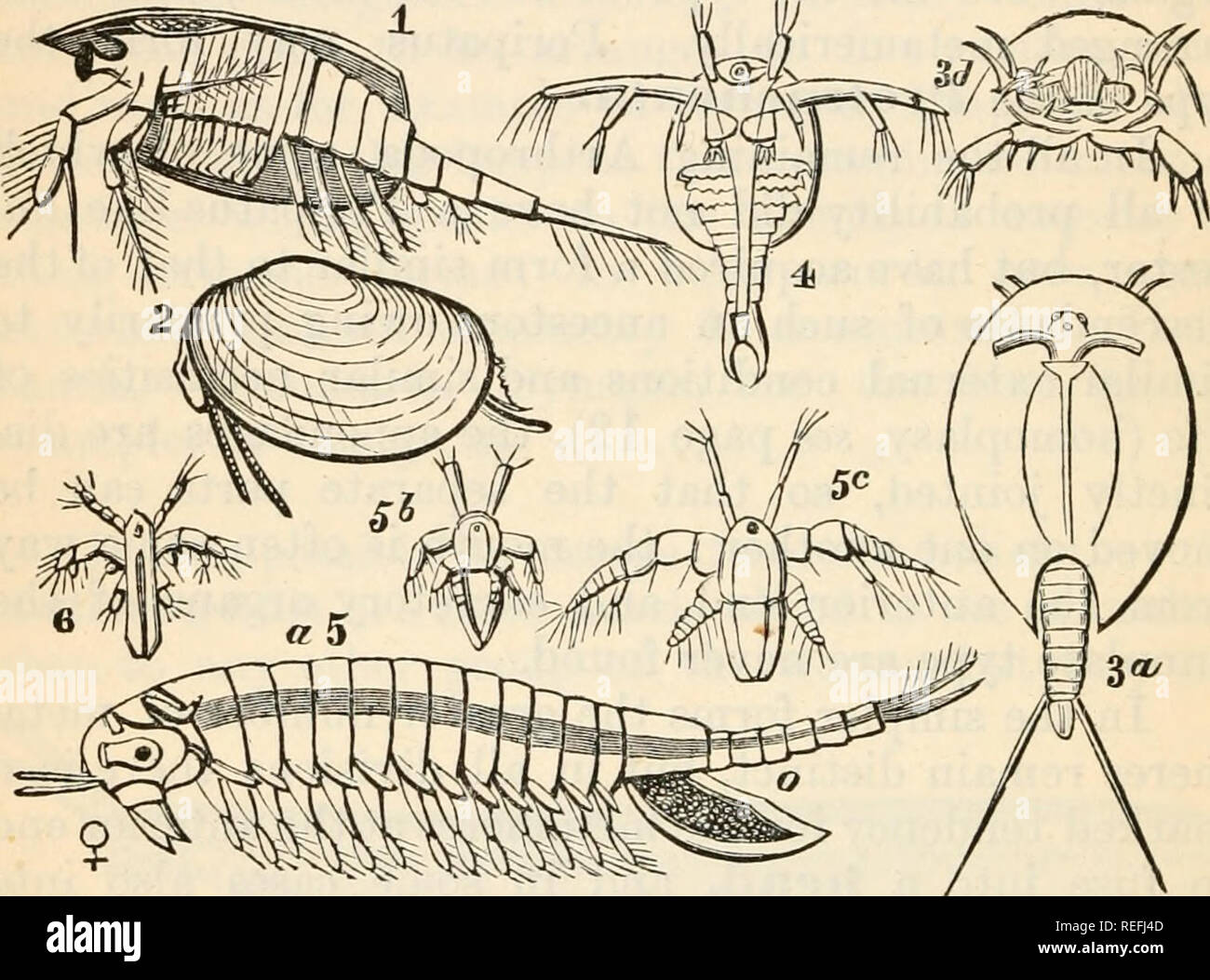 Branchiata hi-res stock photography and images - Alamy
