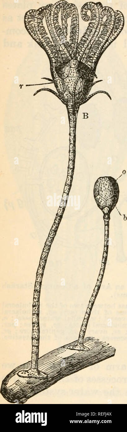 . Comparative anatomy and physiology. 62 COMPARATH'E ANATOMY AND ...