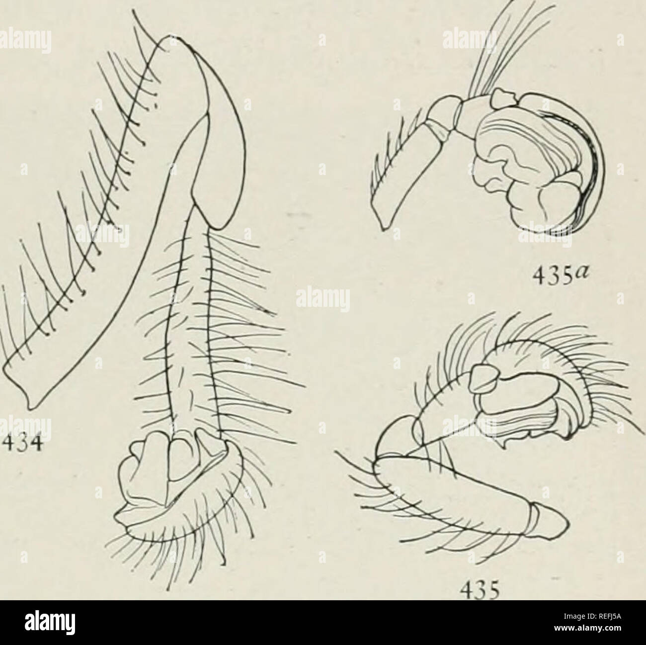 . The common spiders of the United States. Spiders. THE EPEIRID/E 187 ...