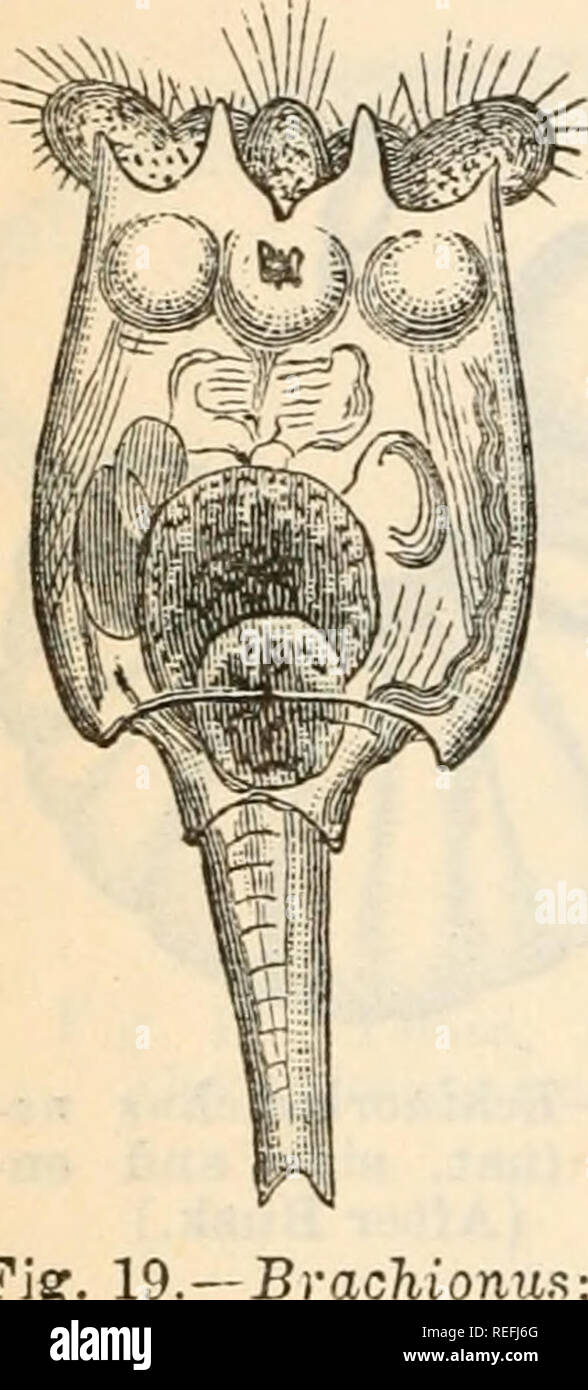 Brachionus hi-res stock photography and images - Alamy