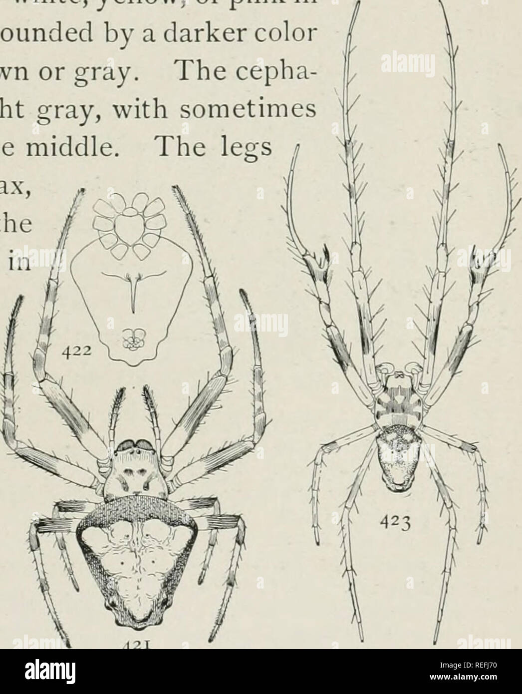 . The common spiders of the United States. Spiders. THE EPEIRID.^ I8l ...