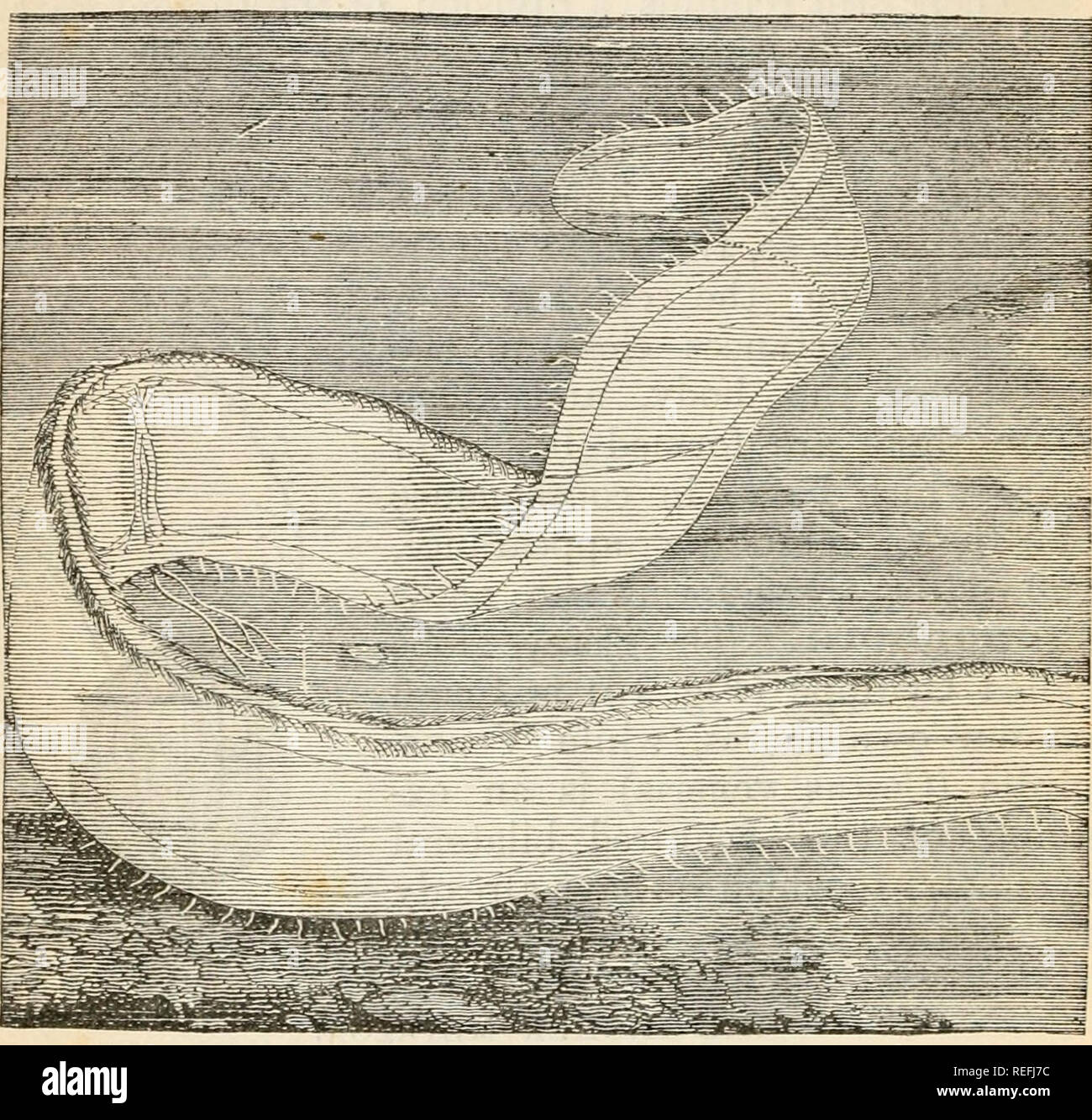 Venus girdle hi-res stock photography and images - Alamy