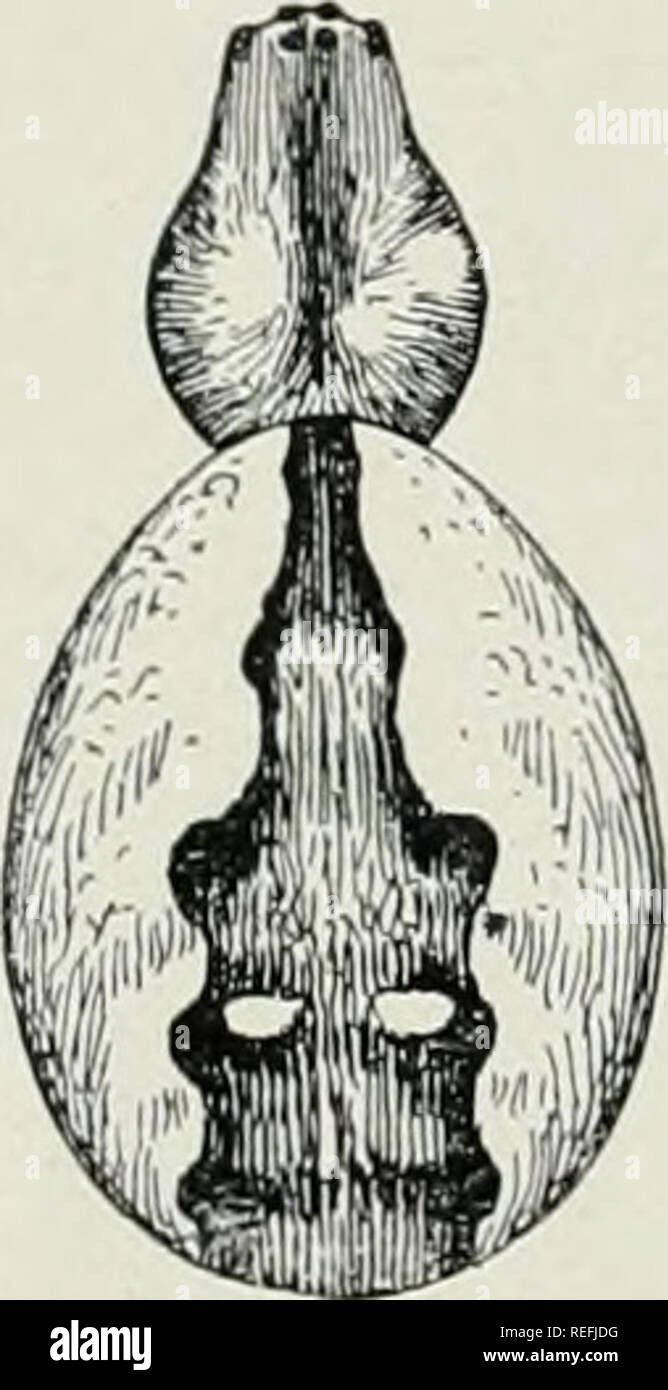 Angular spider hi-res stock photography and images - Alamy