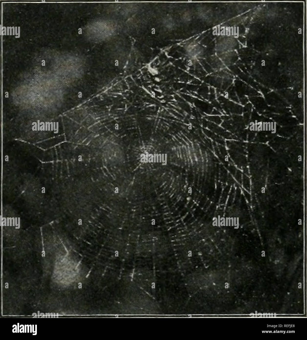 . The common spiders of the United States. Spiders. Fu;. 409. Web of I ...