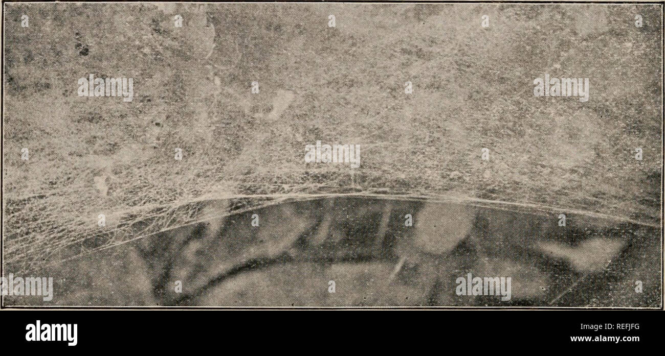 . The common spiders of the United States. Spiders -- United States. 94 ...