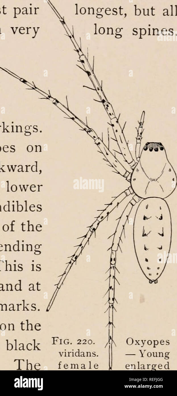 . The common spiders of the United States. Spiders -- United States ...