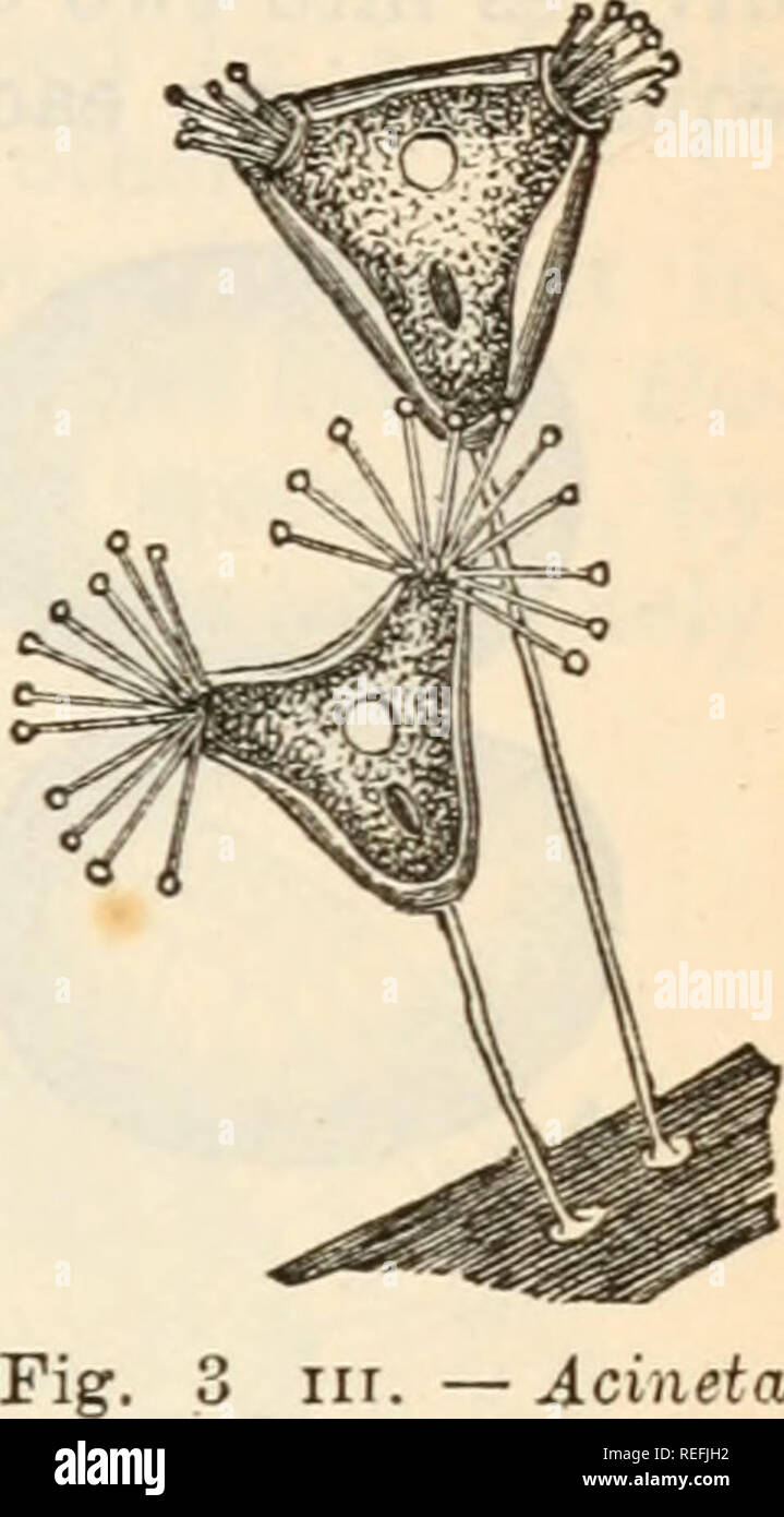 . Comparative anatomy and physiology. Chap. III.] METAZOA. 31. } nr ...