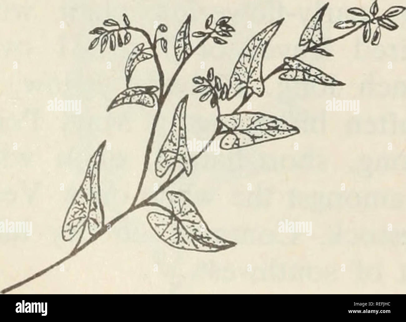 . Common weeds of the Canadian Prairies;. Weeds. A low annual ...