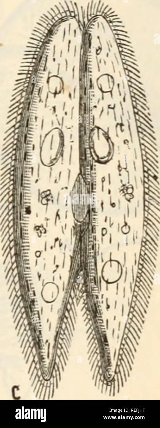 . Comparative anatomy and physiology. . B Fig. 3i.—Paramceciumaurelia ...