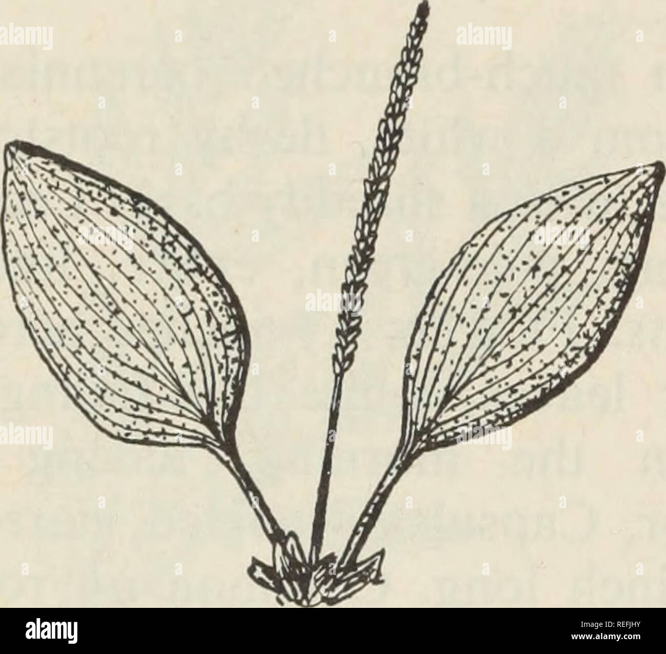 . Common weeds of the Canadian Prairies;. Weeds. Picradeniopsis ...