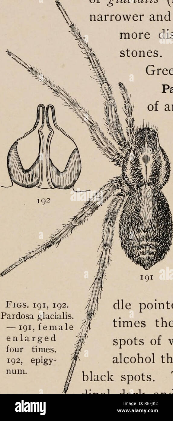 . The common spiders of the United States. Spiders -- United States. 8o ...