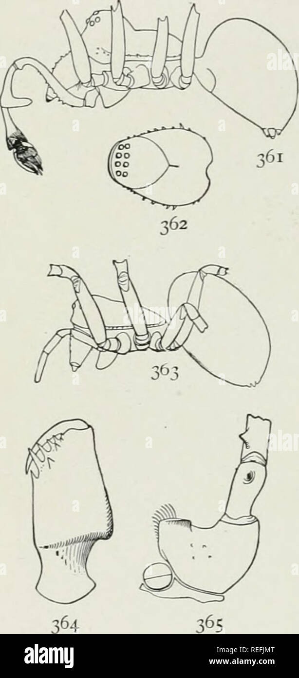 Various spider anatomy hi-res stock photography and images - Alamy