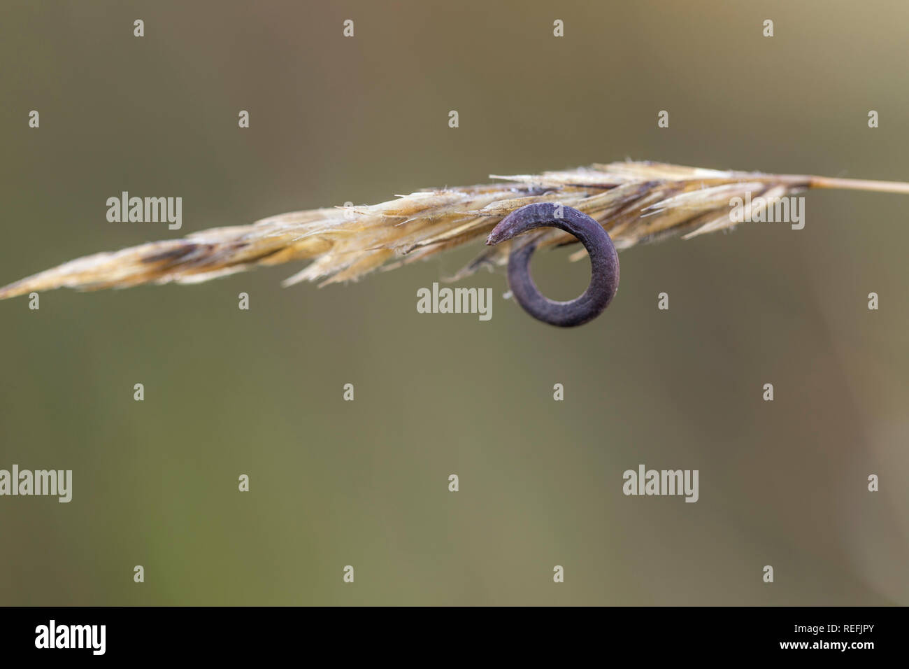 Ergot on hi-res stock photography and images - Alamy
