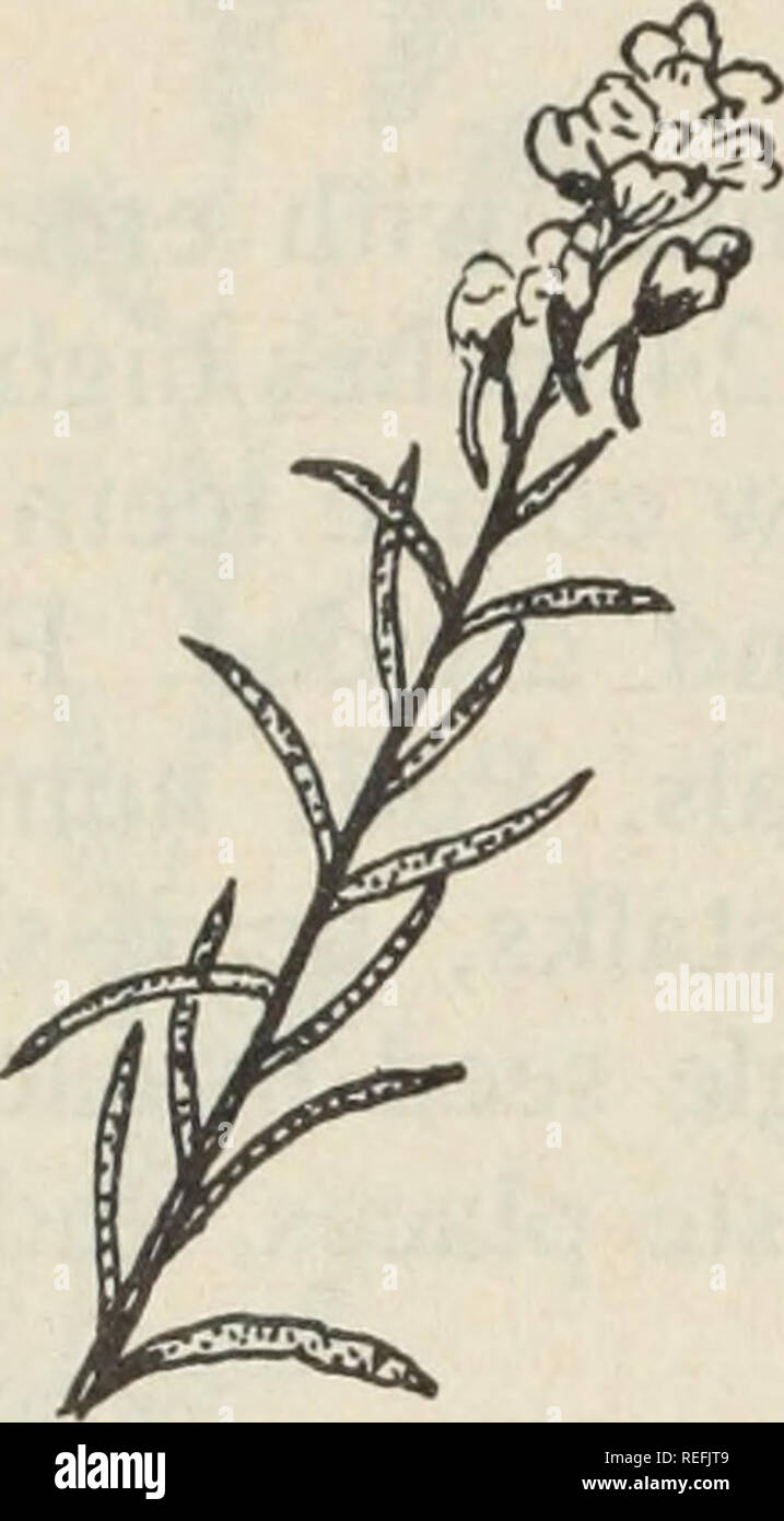 Linaria vulgaris toad hi-res stock photography and images - Alamy