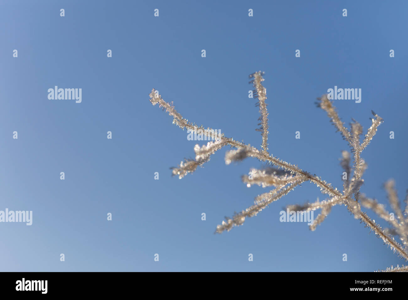Frost on Grass; Cornwall; UK Stock Photo - Alamy