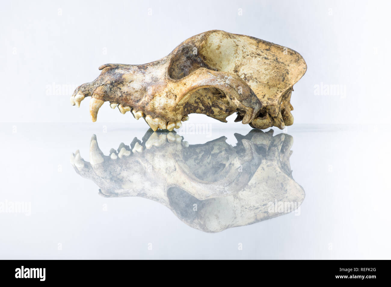 Dog skull anatomy hi-res stock photography and images - Alamy