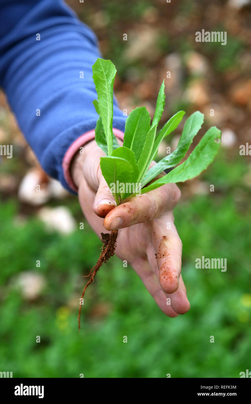 foraging for wild edible greens Stock Photo - Alamy