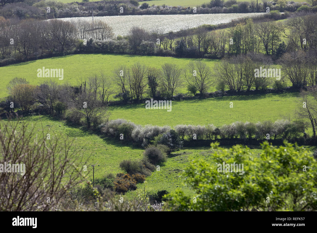 Hedge hedges hedgerow hedgerows hi-res stock photography and images - Alamy