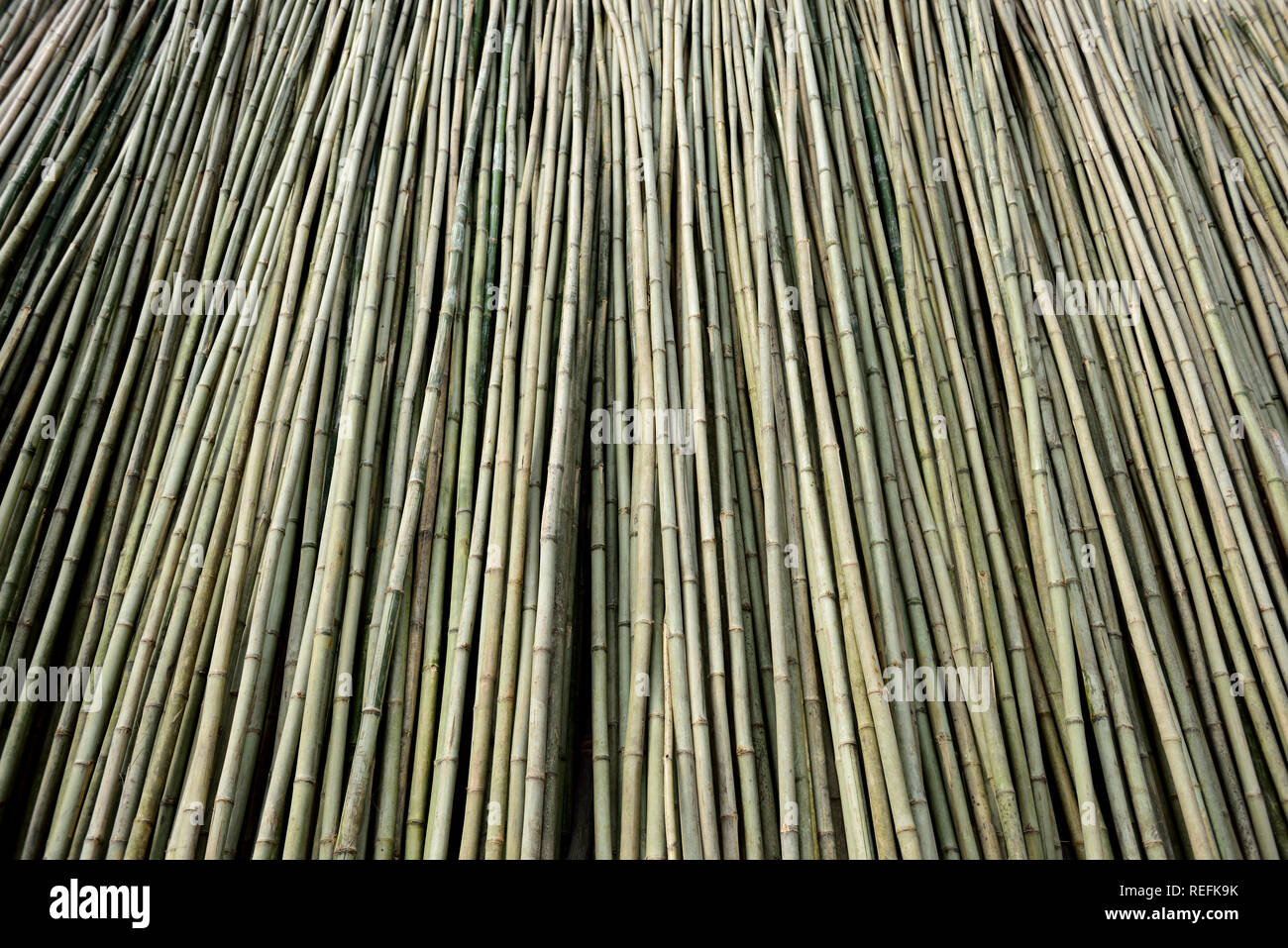 Tall Bamboo Tree High Resolution Stock Photography and Images - Alamy
