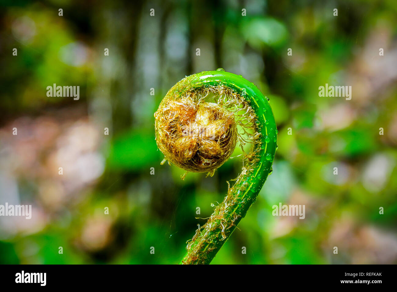 Inside tropical rainforest. Unfurling Fiddlehead Fern. Sarawak, Borneo ...