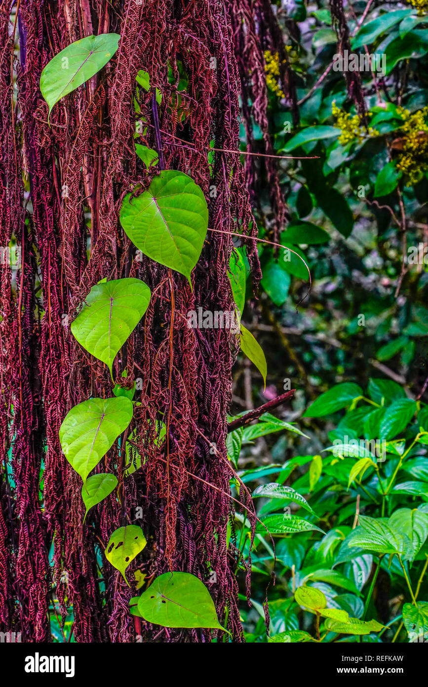 Inside the rainforest hi-res stock photography and images - Alamy