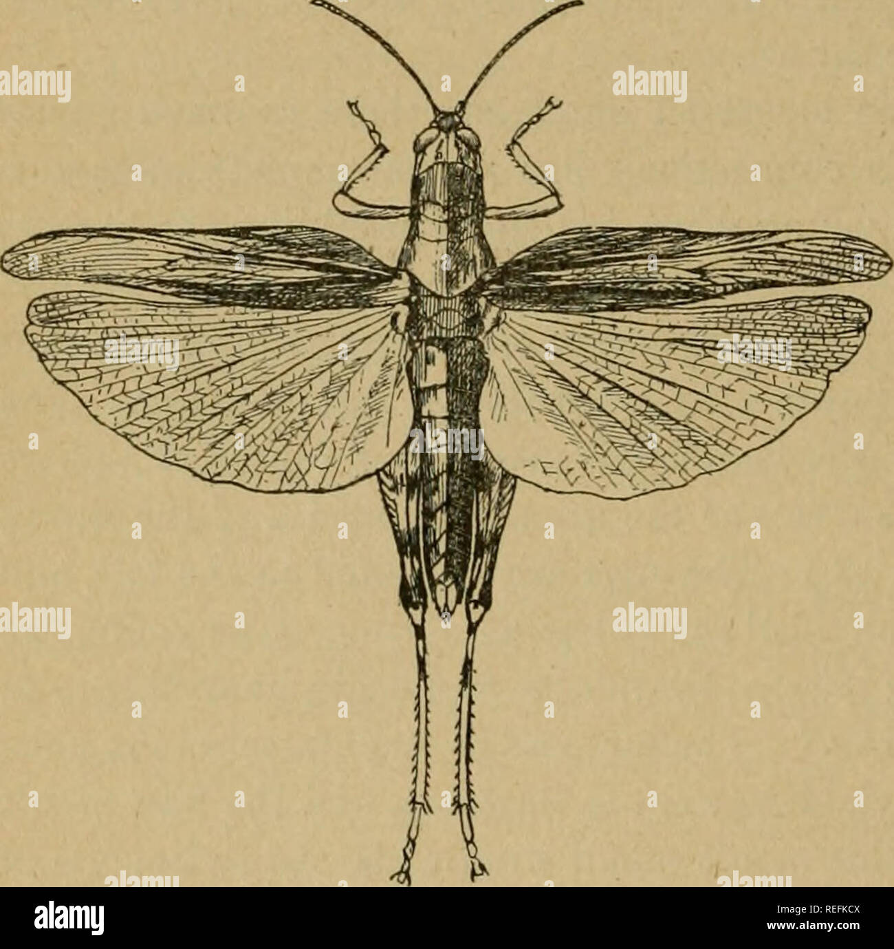 . Common injurious insects of Kansas. Insect pests; Insects. 42 ...