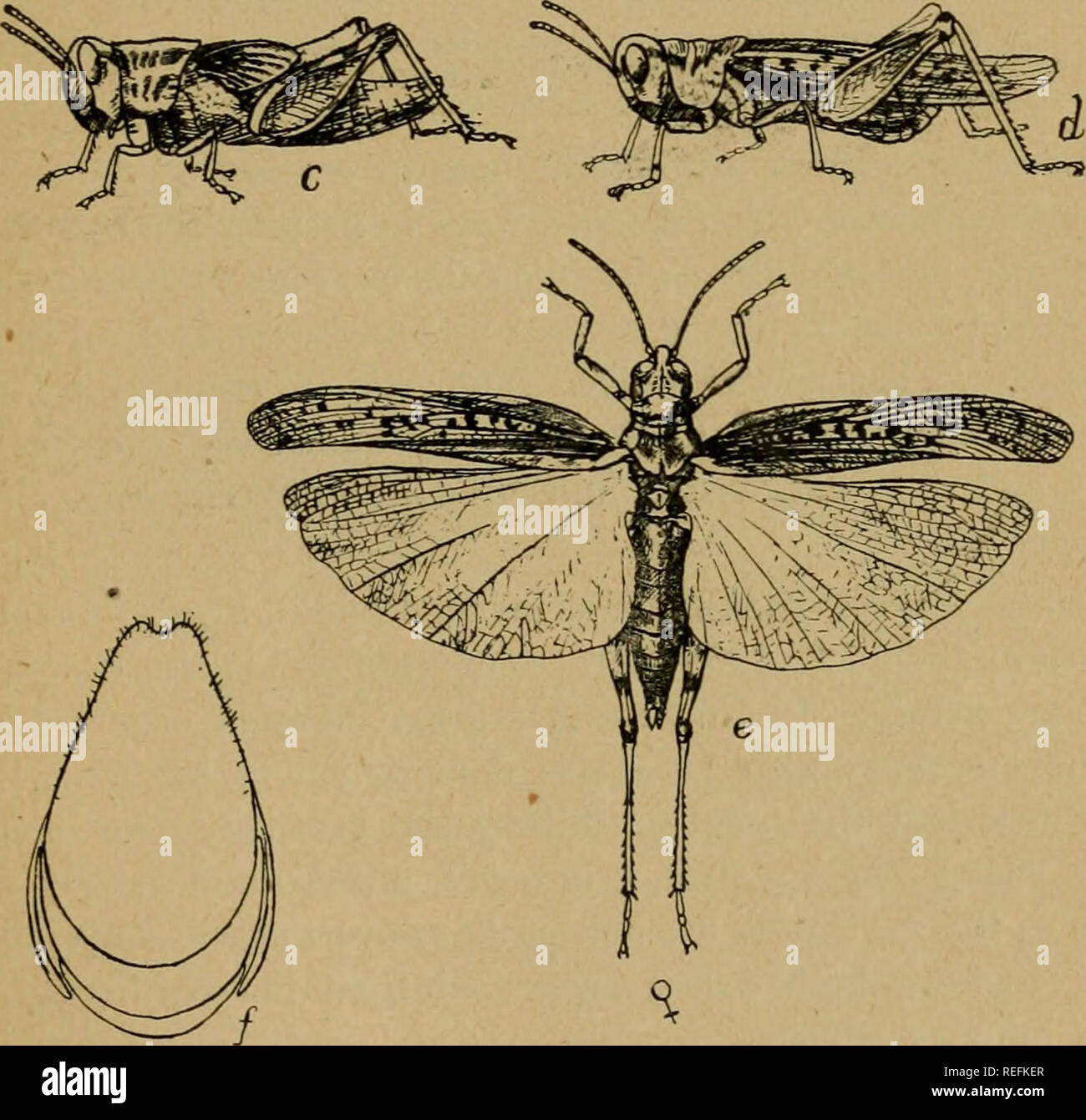 . Common injurious insects of Kansas. Insect pests; Insects. Fig. 12 ...