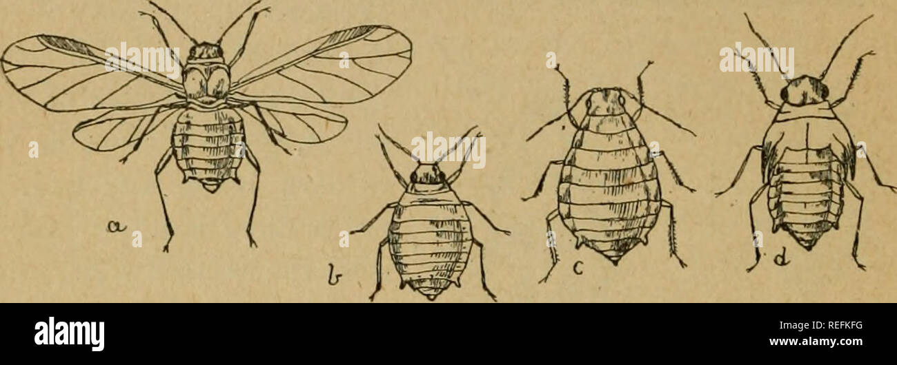 . Common injurious insects of Kansas. Insect pests; Insects. 20 ...